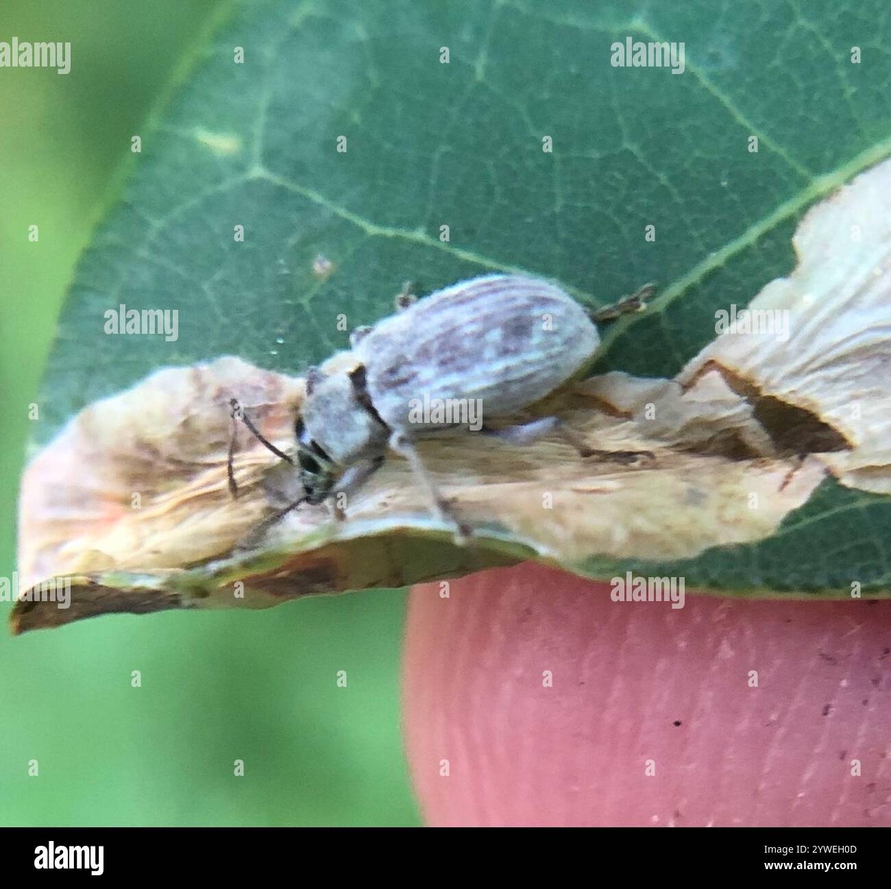 Asian Oak Weevil (Cyrtepistomus castaneus Stock Photo - Alamy
