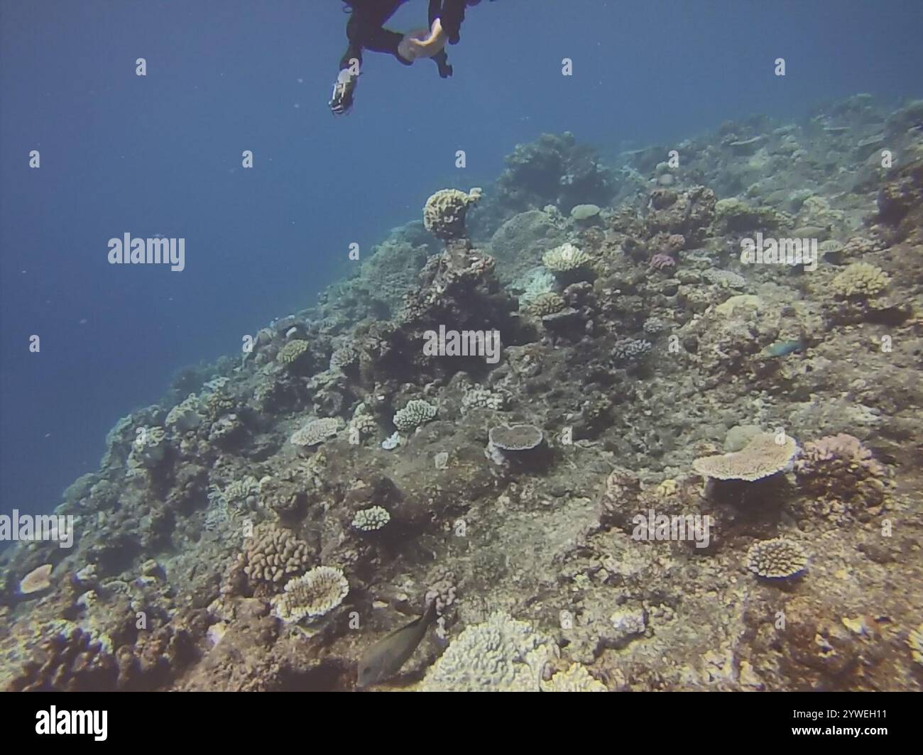 Surgeonfishes, Tangs, and Unicornfishes (Acanthuridae Stock Photo - Alamy