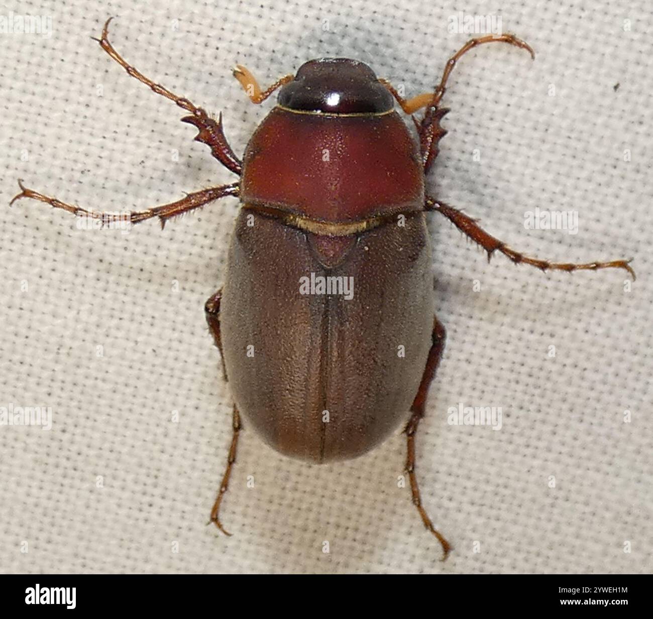 May Beetles (Phyllophaga Stock Photo - Alamy