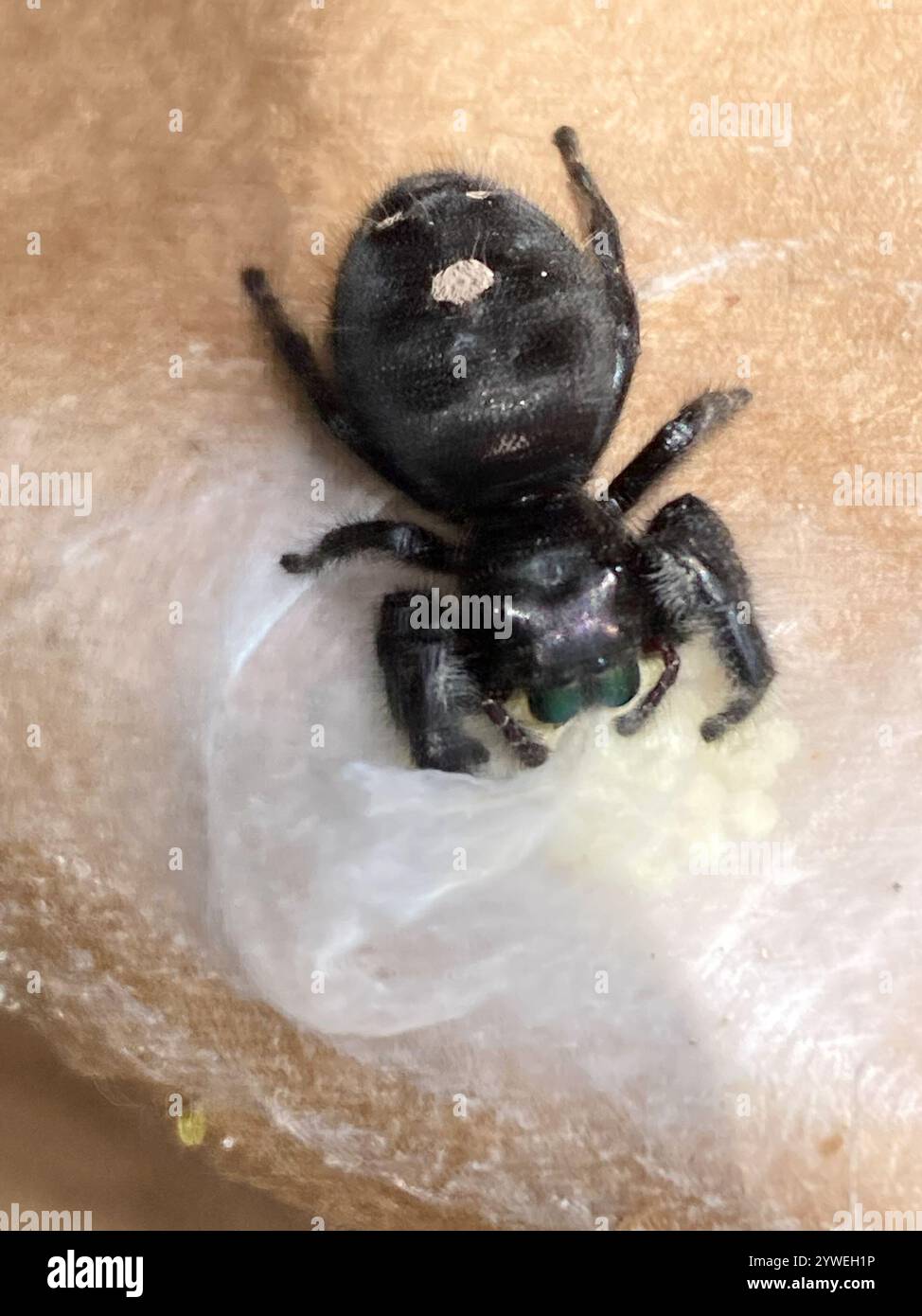 Bold Jumping Spider (Phidippus audax Stock Photo - Alamy
