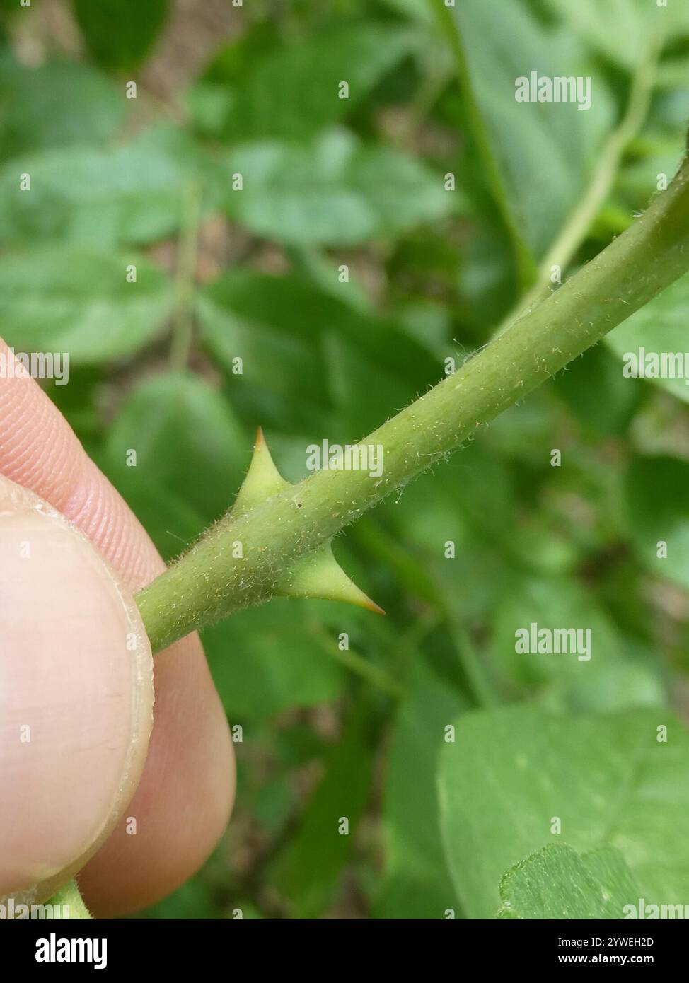 common prickly ash (Zanthoxylum americanum Stock Photo - Alamy
