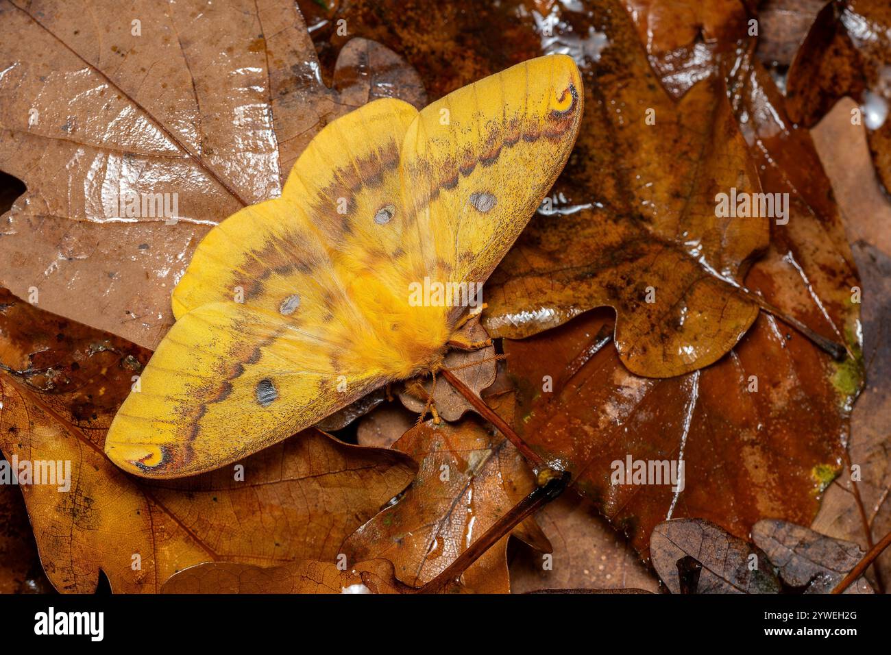 The squeaking silkmoth hi-res stock photography and images - Alamy