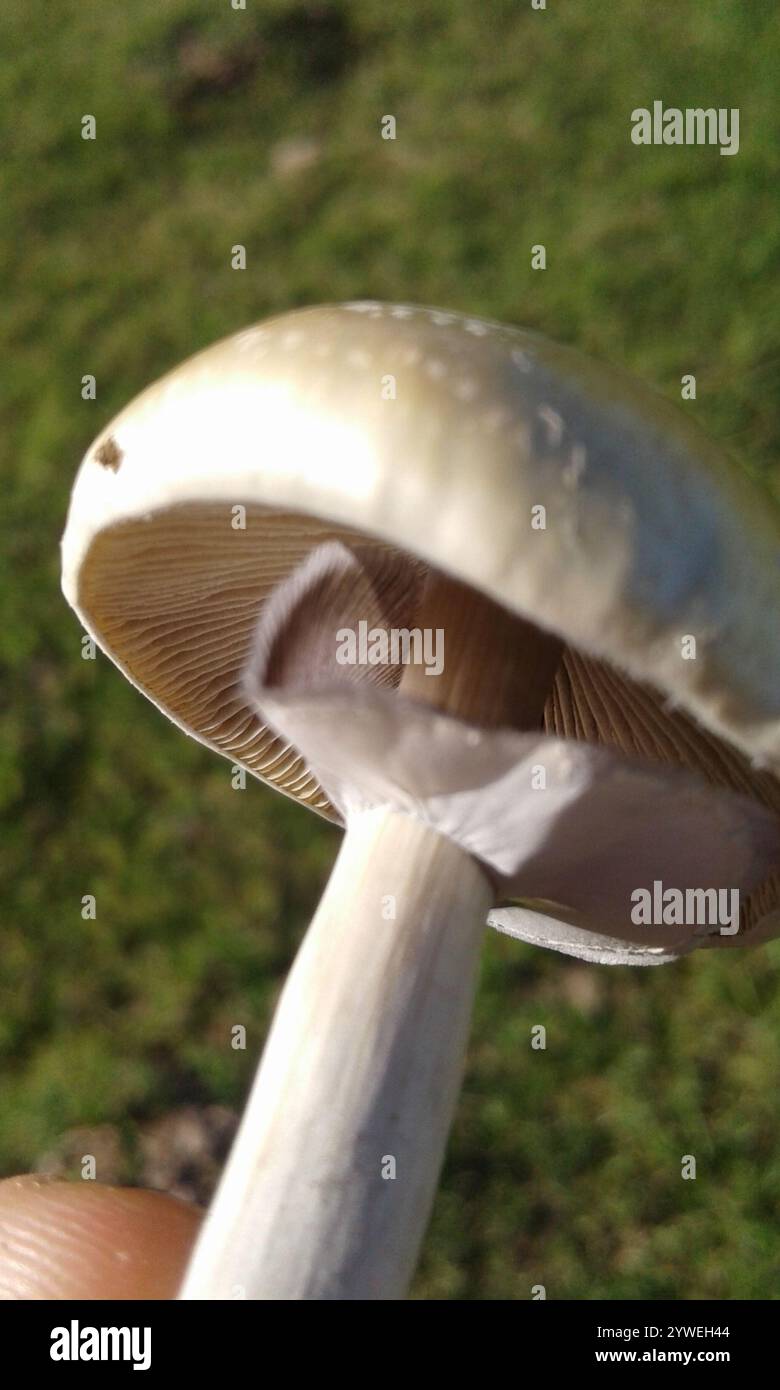 Magic Mushroom (Psilocybe cubensis Stock Photo - Alamy