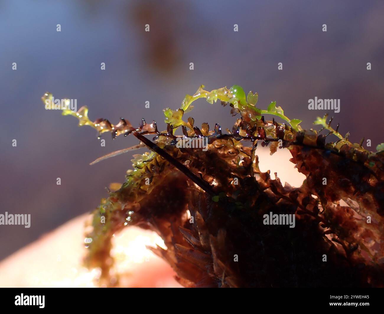 Inflated Notchwort (Gymnocolea inflata Stock Photo - Alamy