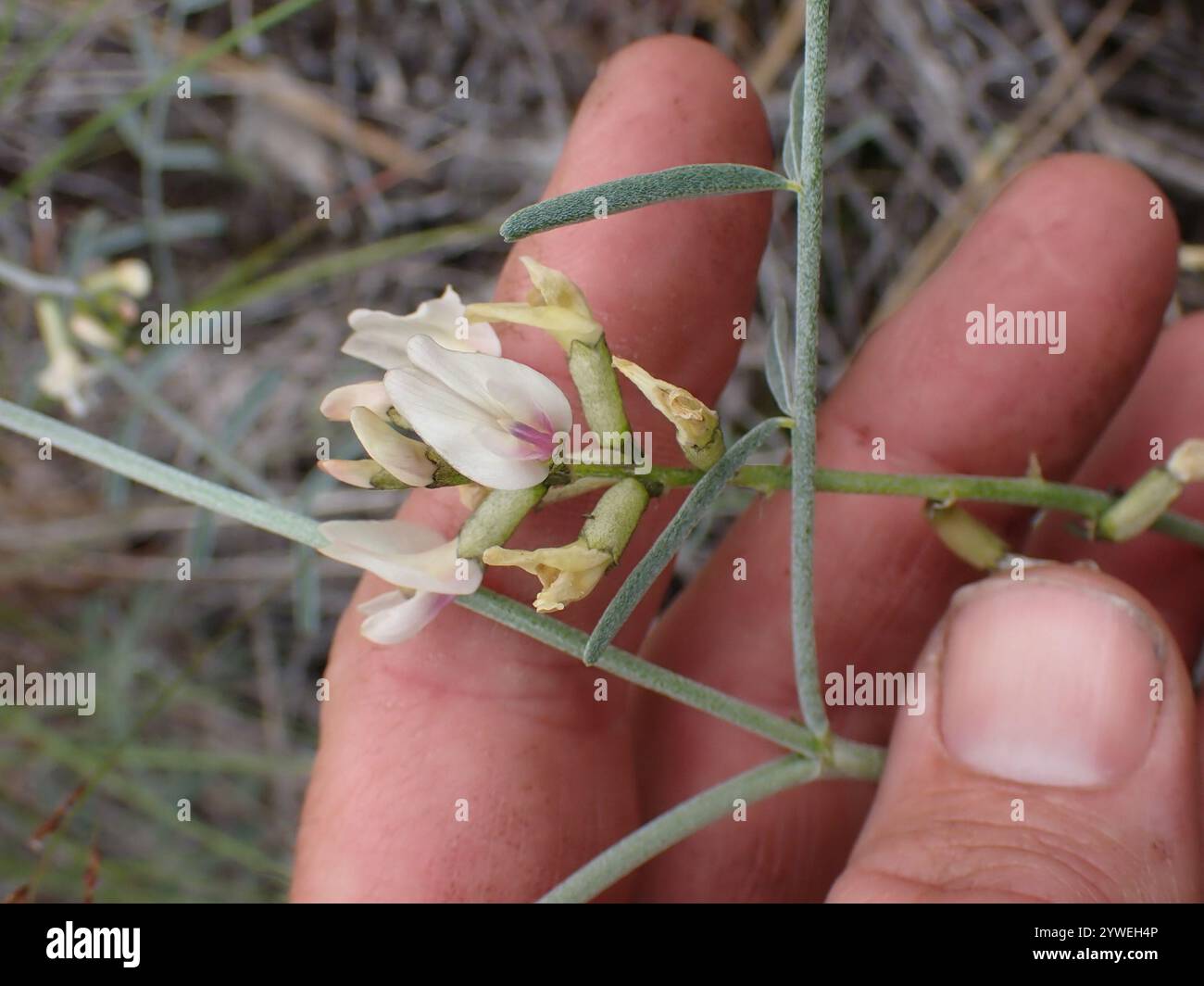 Woody-pod Milkvetch (Astragalus sclerocarpus Stock Photo - Alamy