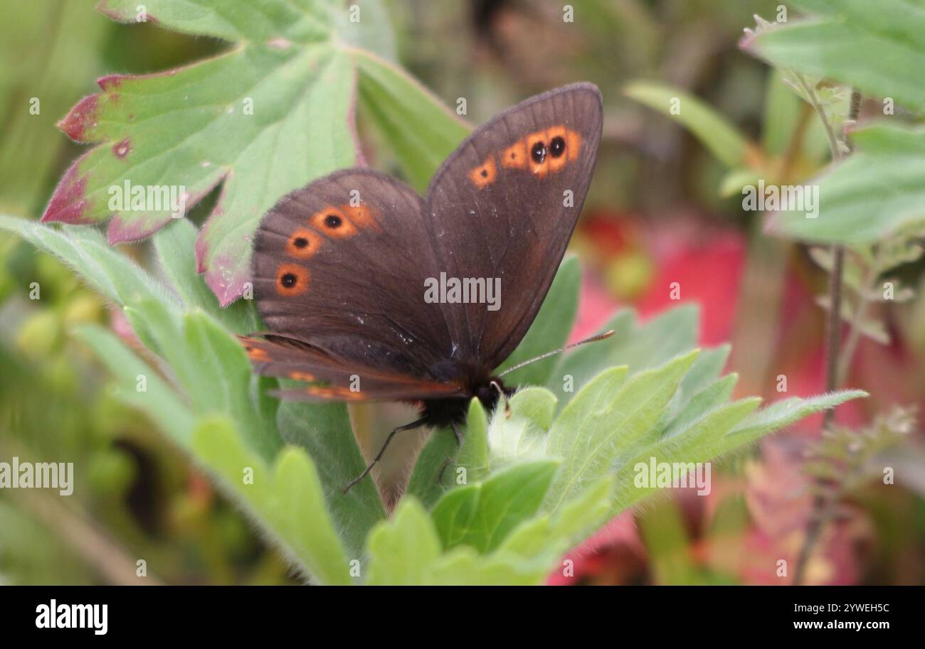 Common Alpine (Erebia epipsodea Stock Photo - Alamy