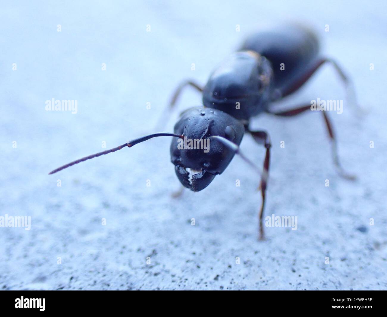 Western Black Carpenter Ant (Camponotus modoc Stock Photo - Alamy