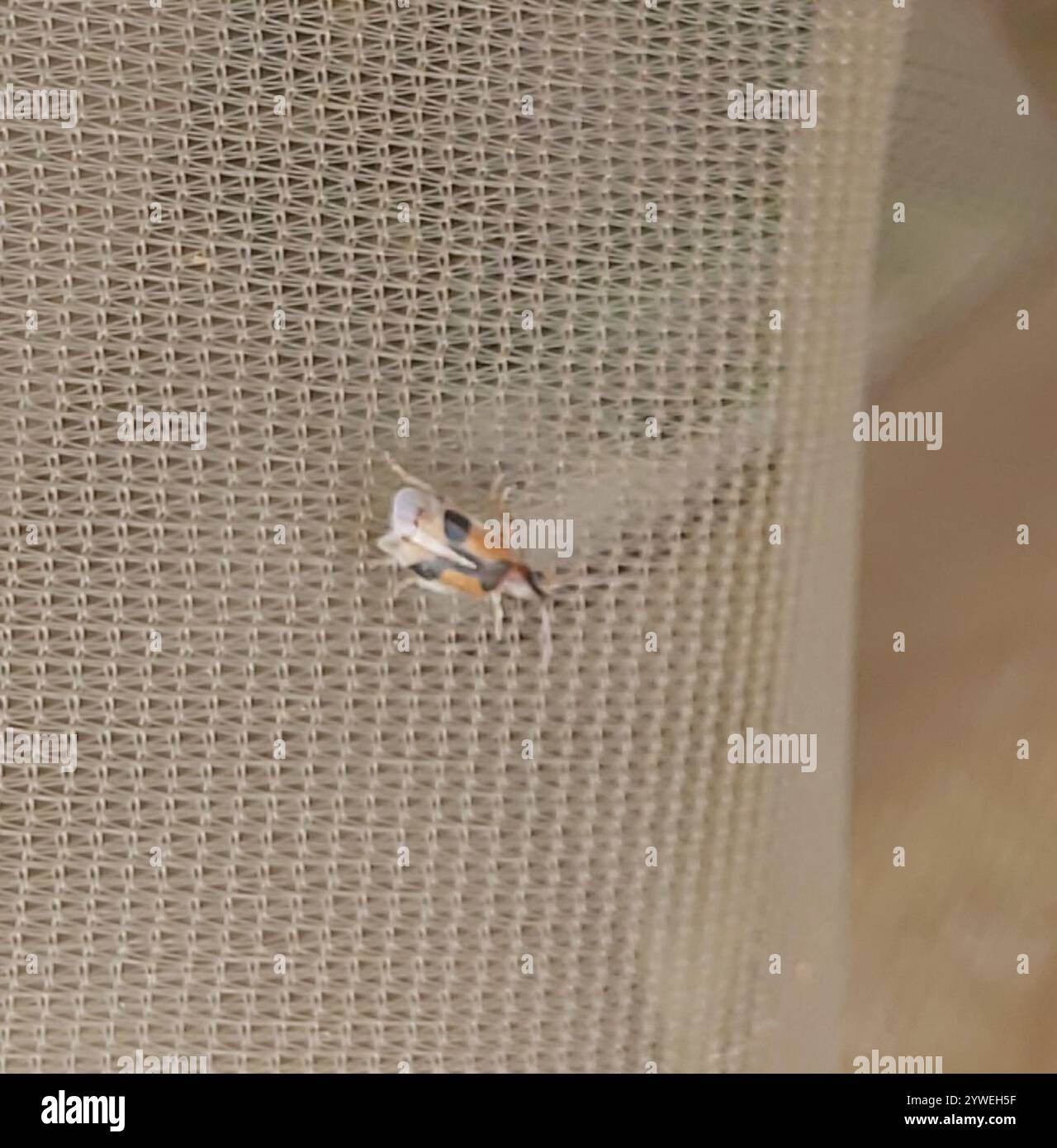 Hooded Antlike Flower Beetles (Notoxus Stock Photo - Alamy