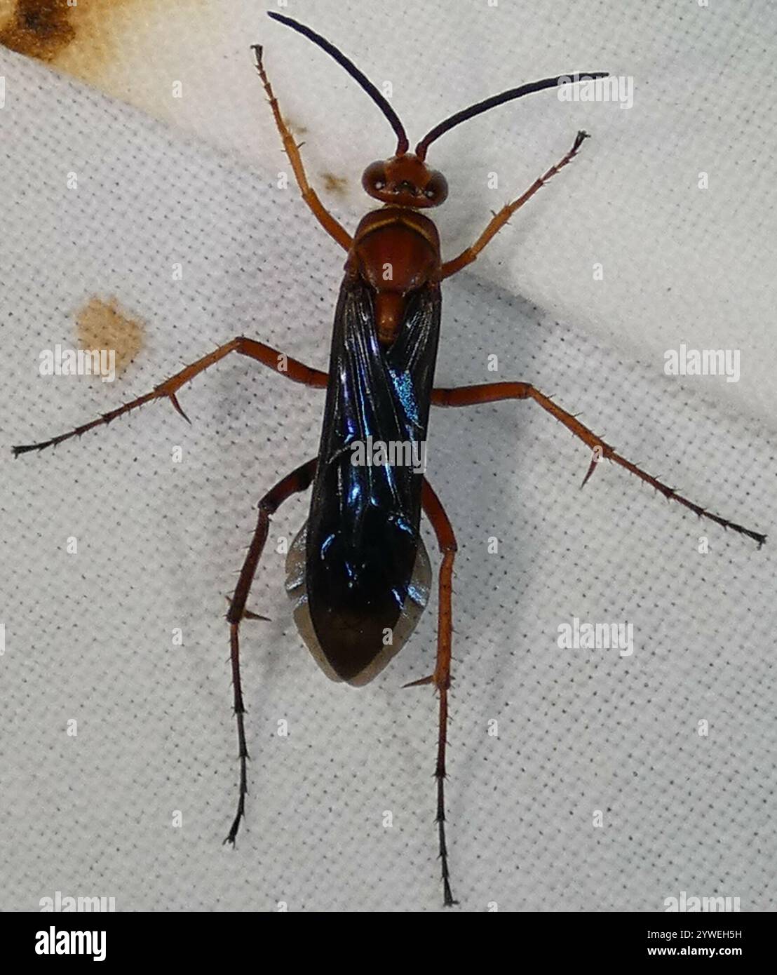 Rusty Spider Wasp (Tachypompilus ferrugineus Stock Photo - Alamy