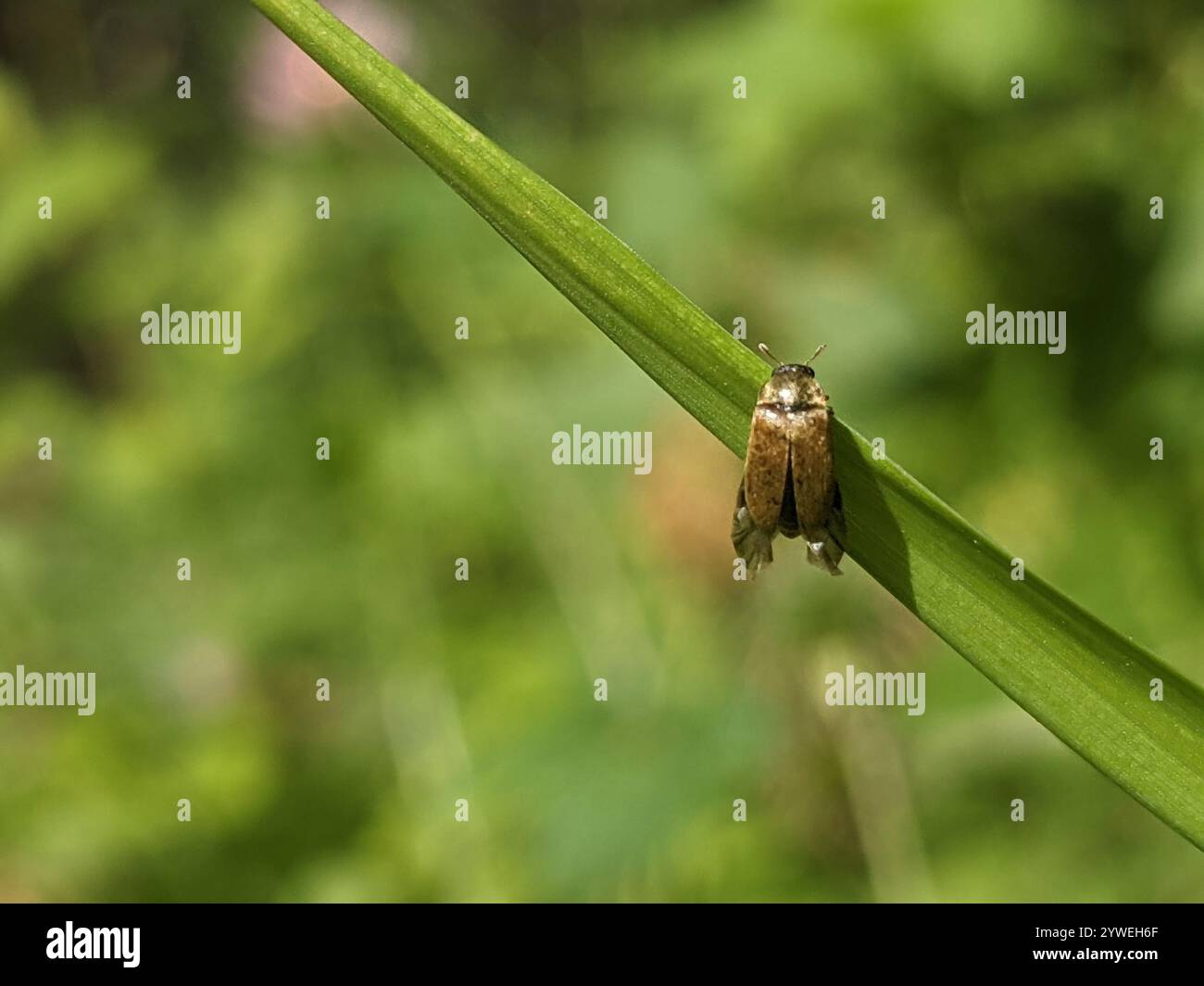 Fruitworm Beetles (Byturidae Stock Photo - Alamy