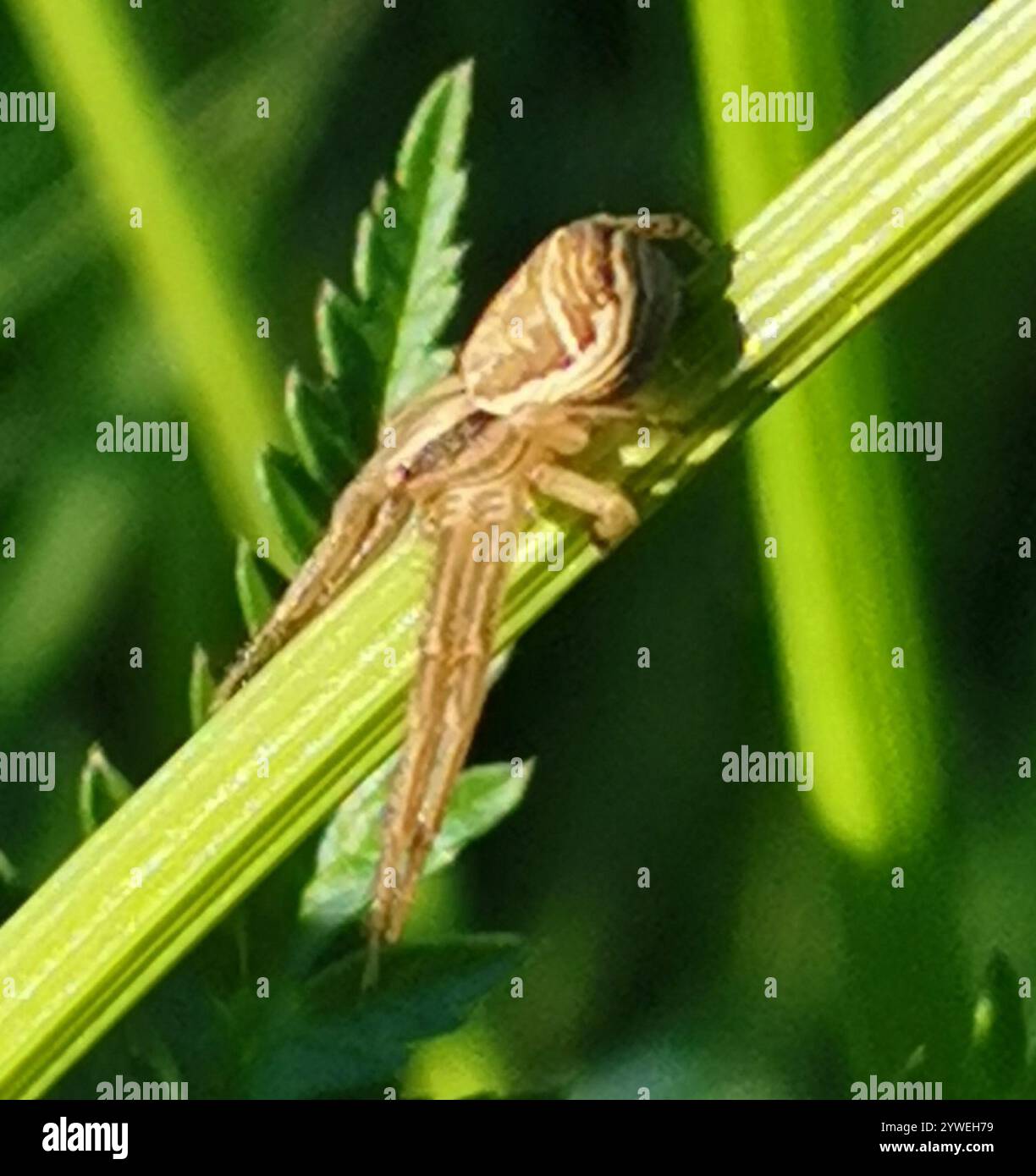 Swamp Crab Spider (Xysticus ulmi Stock Photo - Alamy