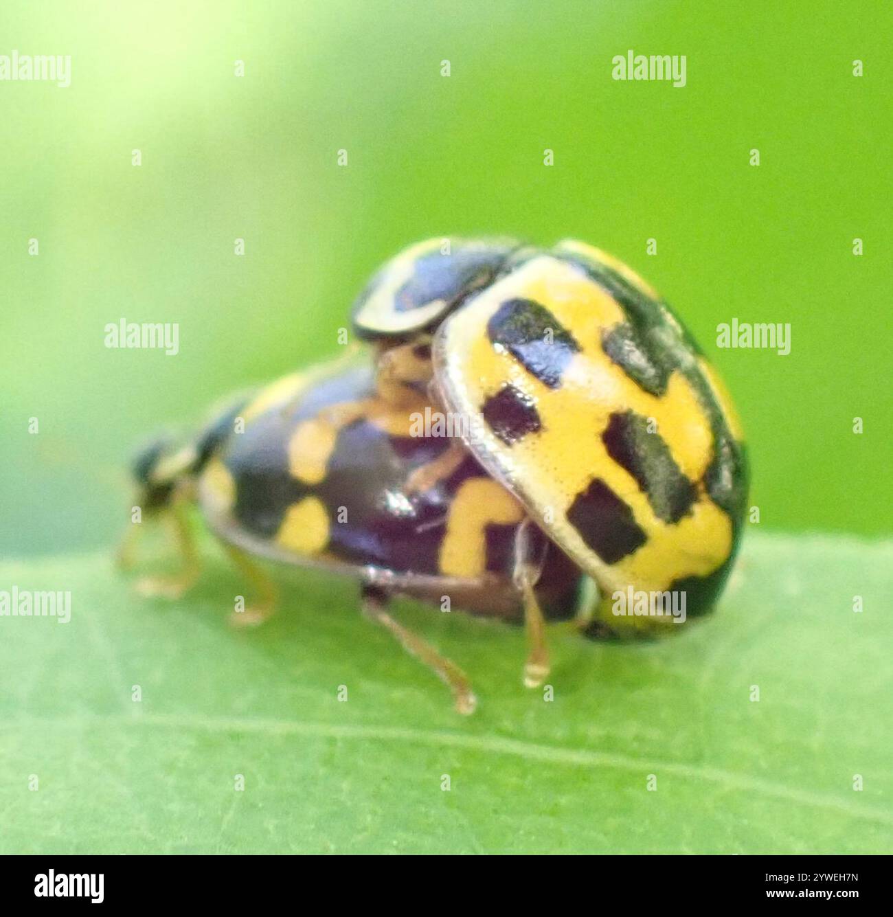 Fourteen-spotted Lady Beetle (Propylea quatuordecimpunctata Stock Photo ...