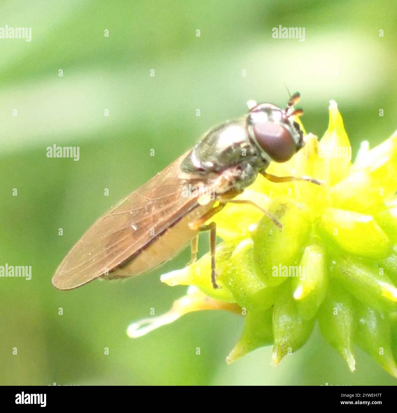 Variable Duskyface Fly (Melanostoma mellinum Stock Photo - Alamy