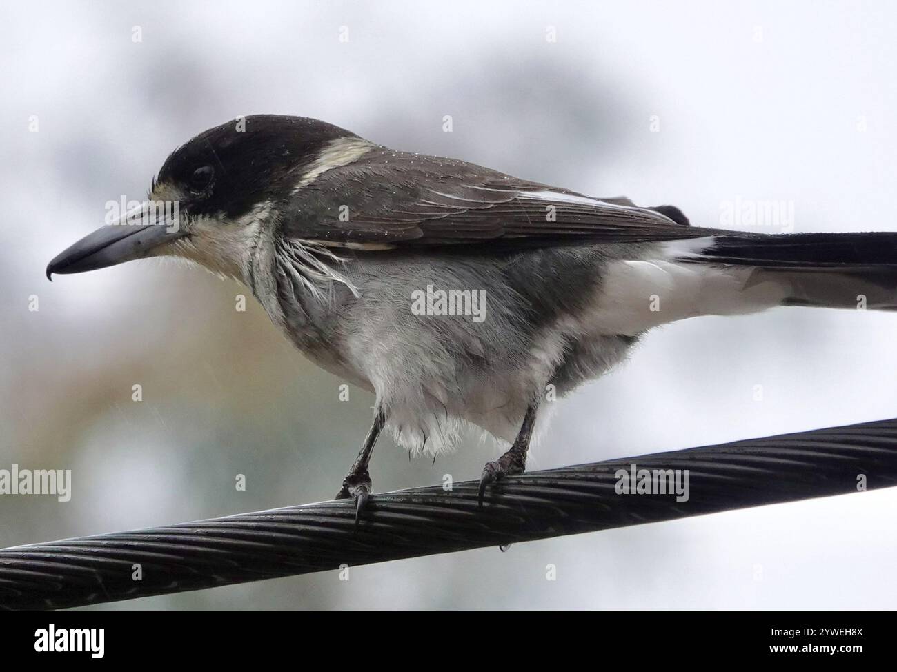 Grey Butcherbird (Cracticus torquatus Stock Photo - Alamy