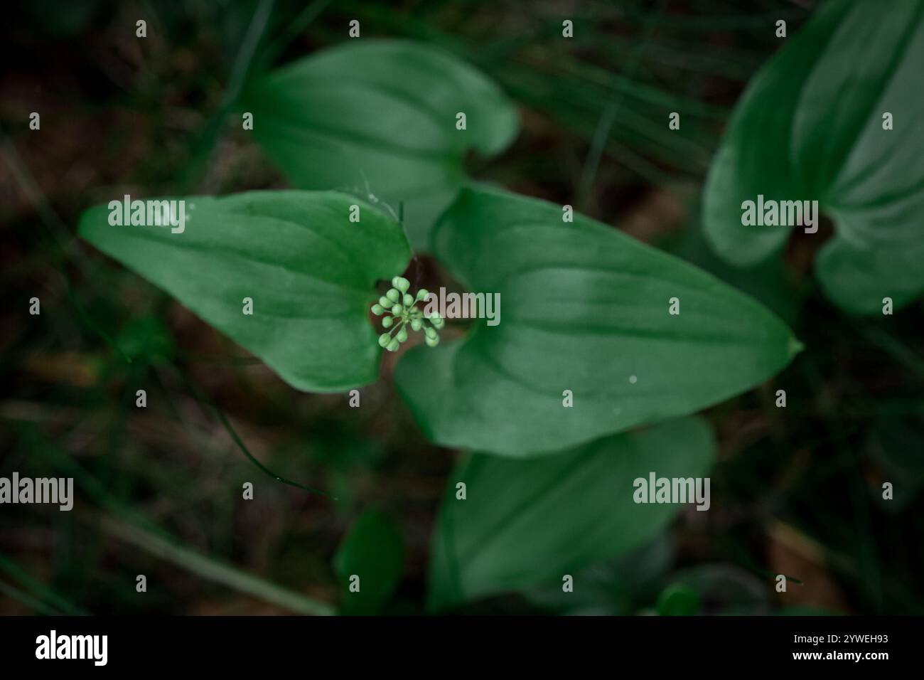 May Lily (Maianthemum bifolium Stock Photo - Alamy