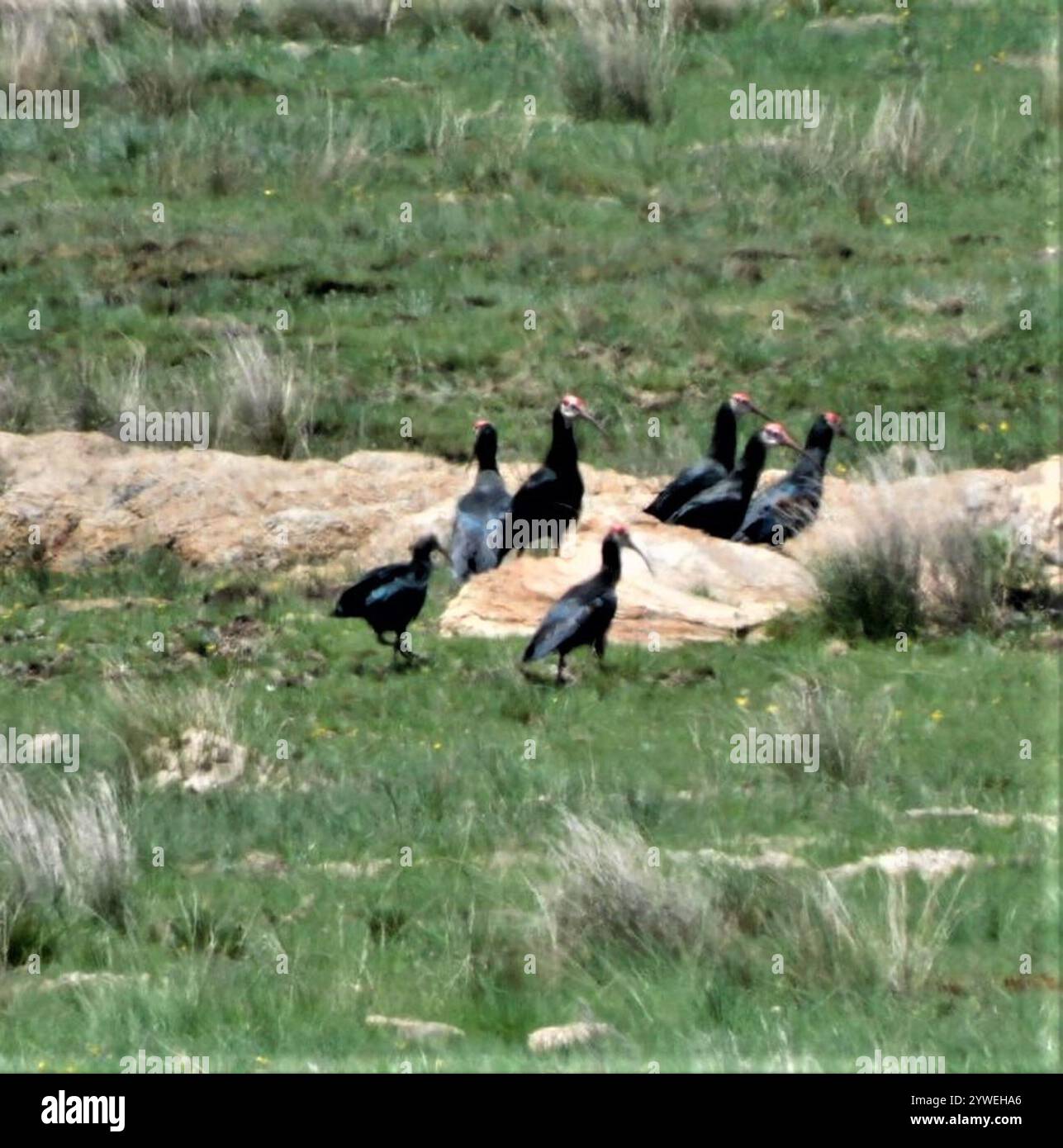 Southern Bald Ibis (Geronticus calvus Stock Photo - Alamy