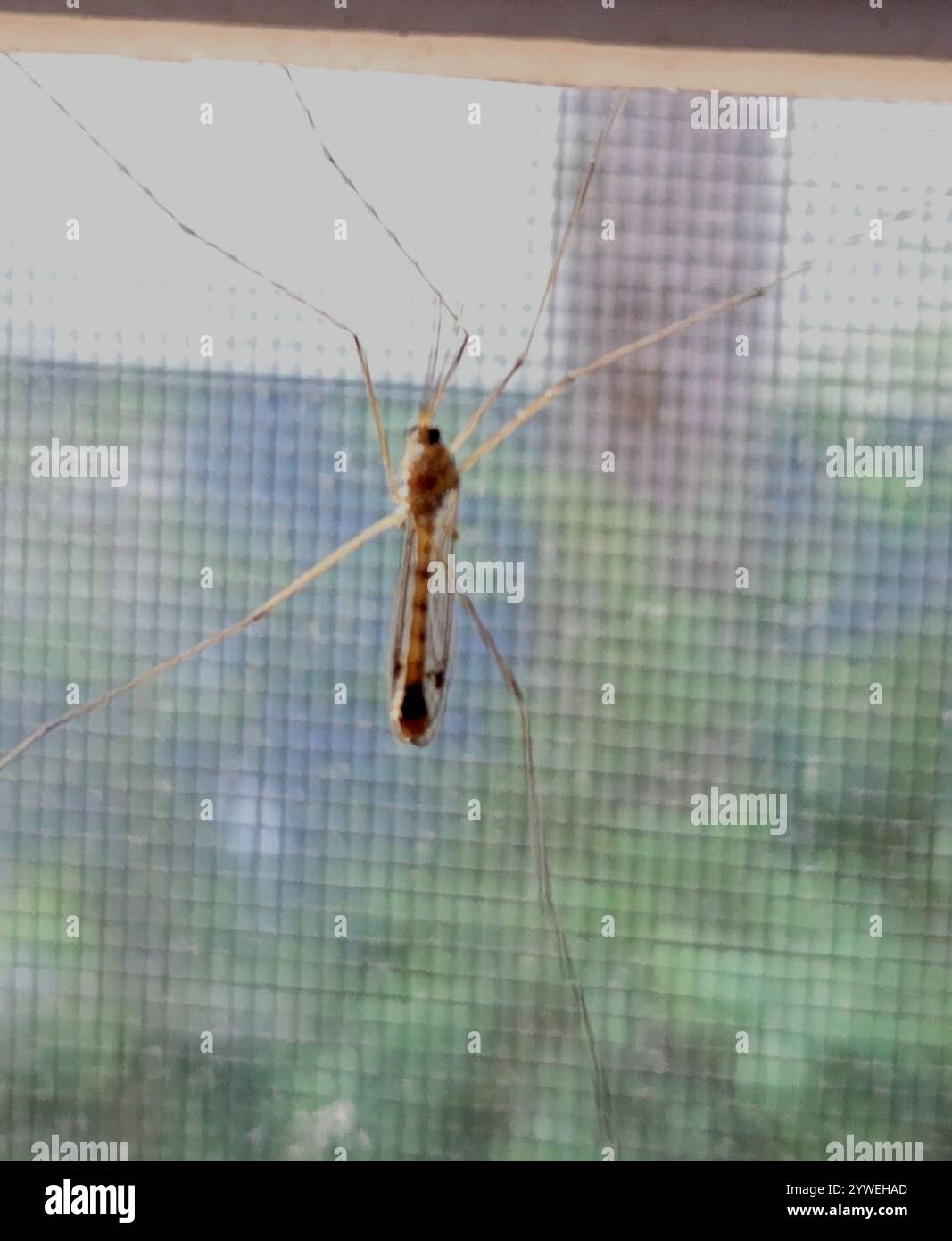 Ferruginous tiger crane fly hi-res stock photography and images - Alamy