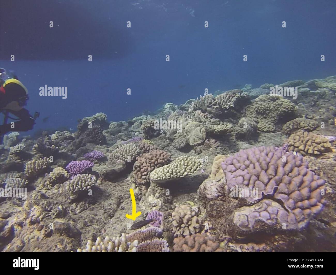 Ray-finned Fishes (Actinopterygii Stock Photo - Alamy