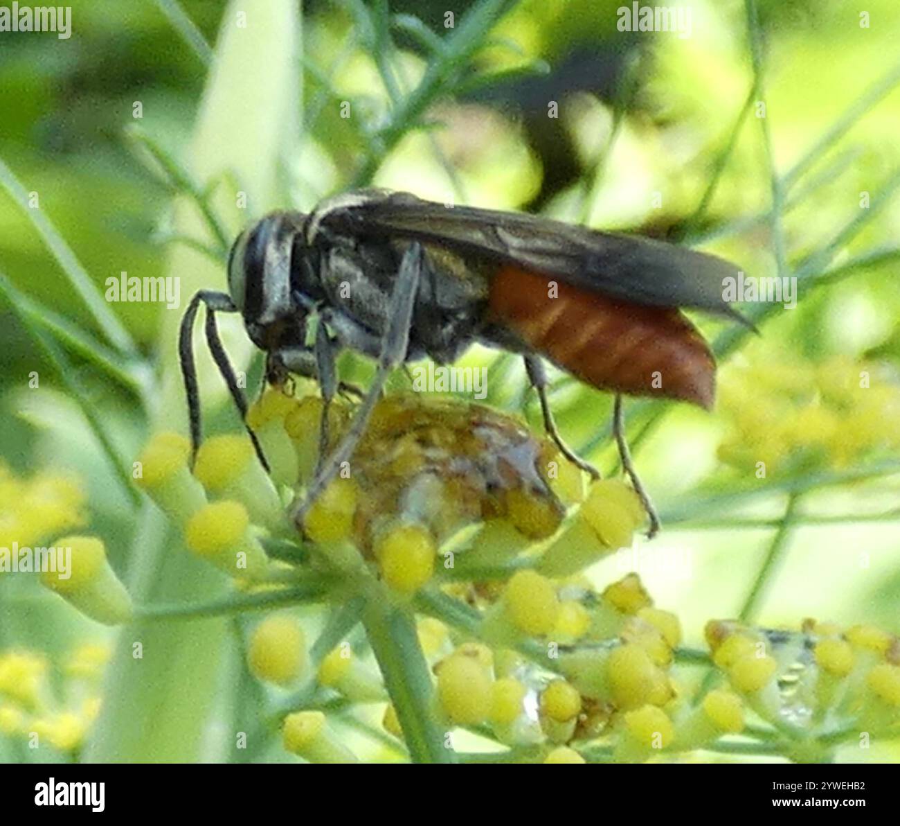 Larra bicolor hi-res stock photography and images - Alamy