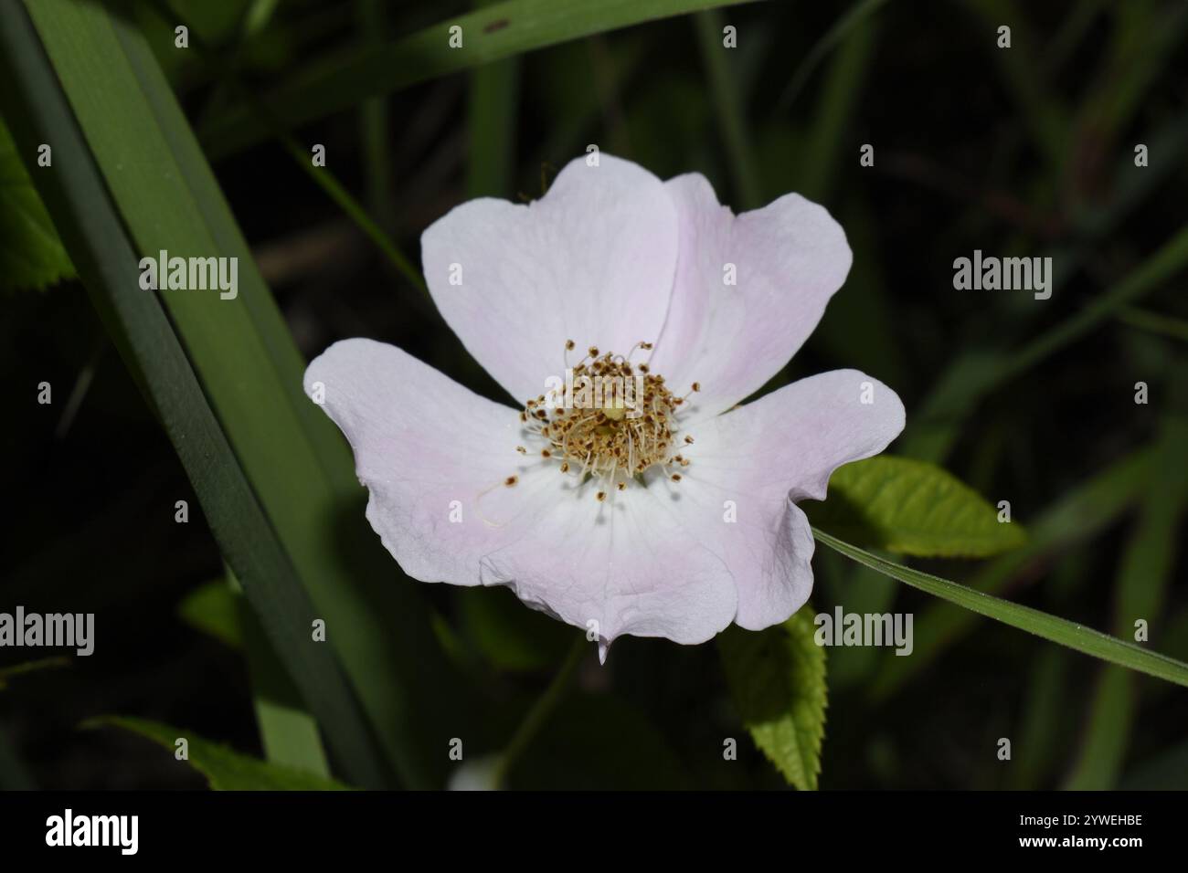 climbing prairie rose (Rosa setigera Stock Photo - Alamy