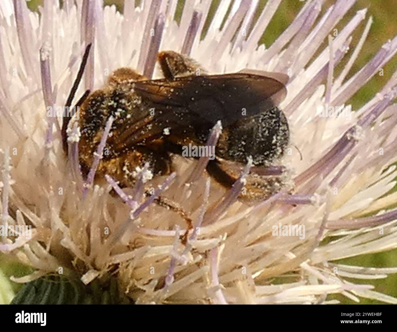 Oblique Longhorn (Svastra obliqua Stock Photo - Alamy