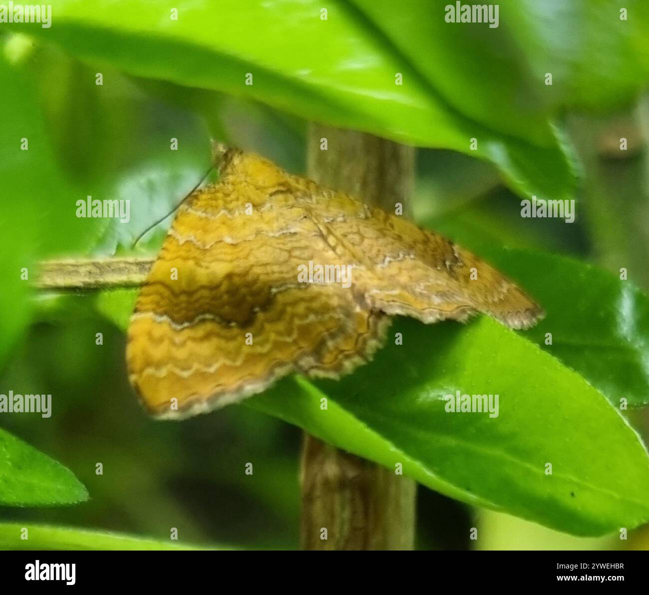 Yellow Shell Moth (Camptogramma bilineata Stock Photo - Alamy