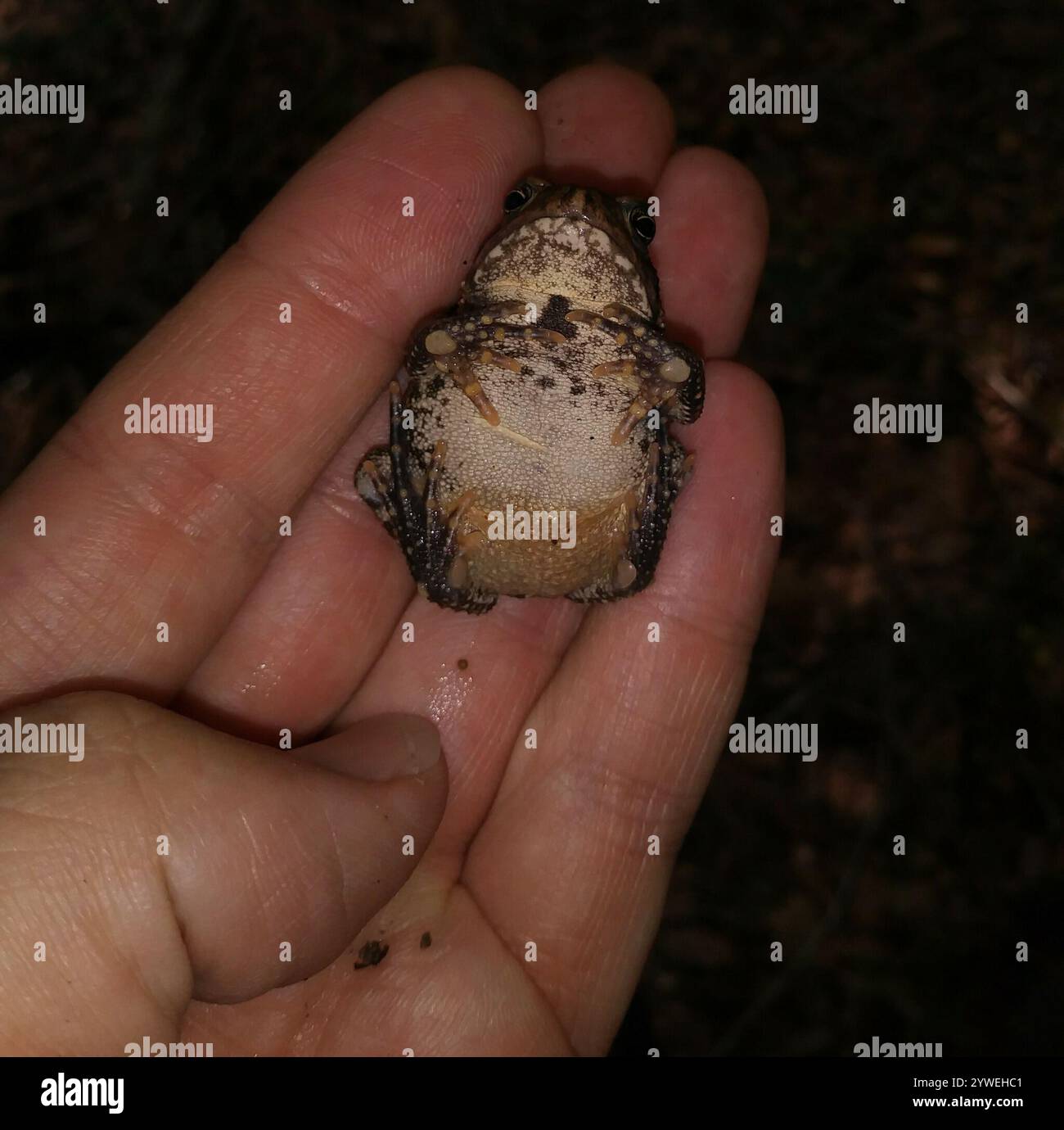 Fowler's Toad (Anaxyrus fowleri Stock Photo - Alamy