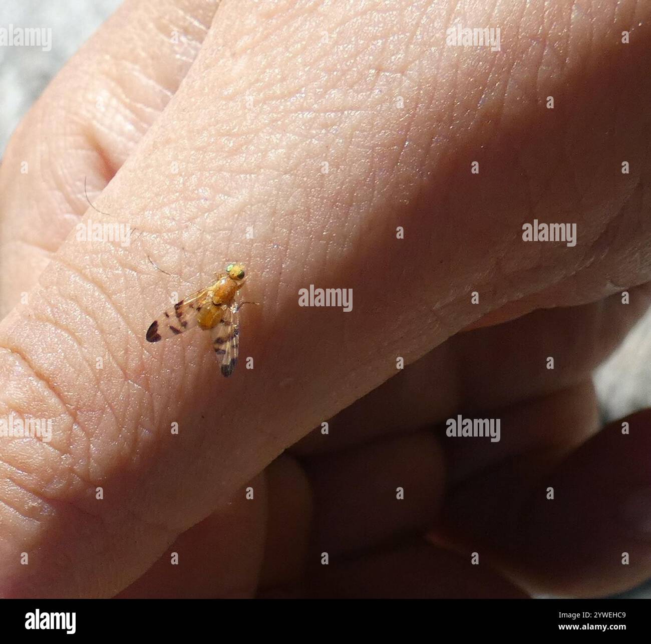 Fruit Flies (Tephritidae Stock Photo - Alamy