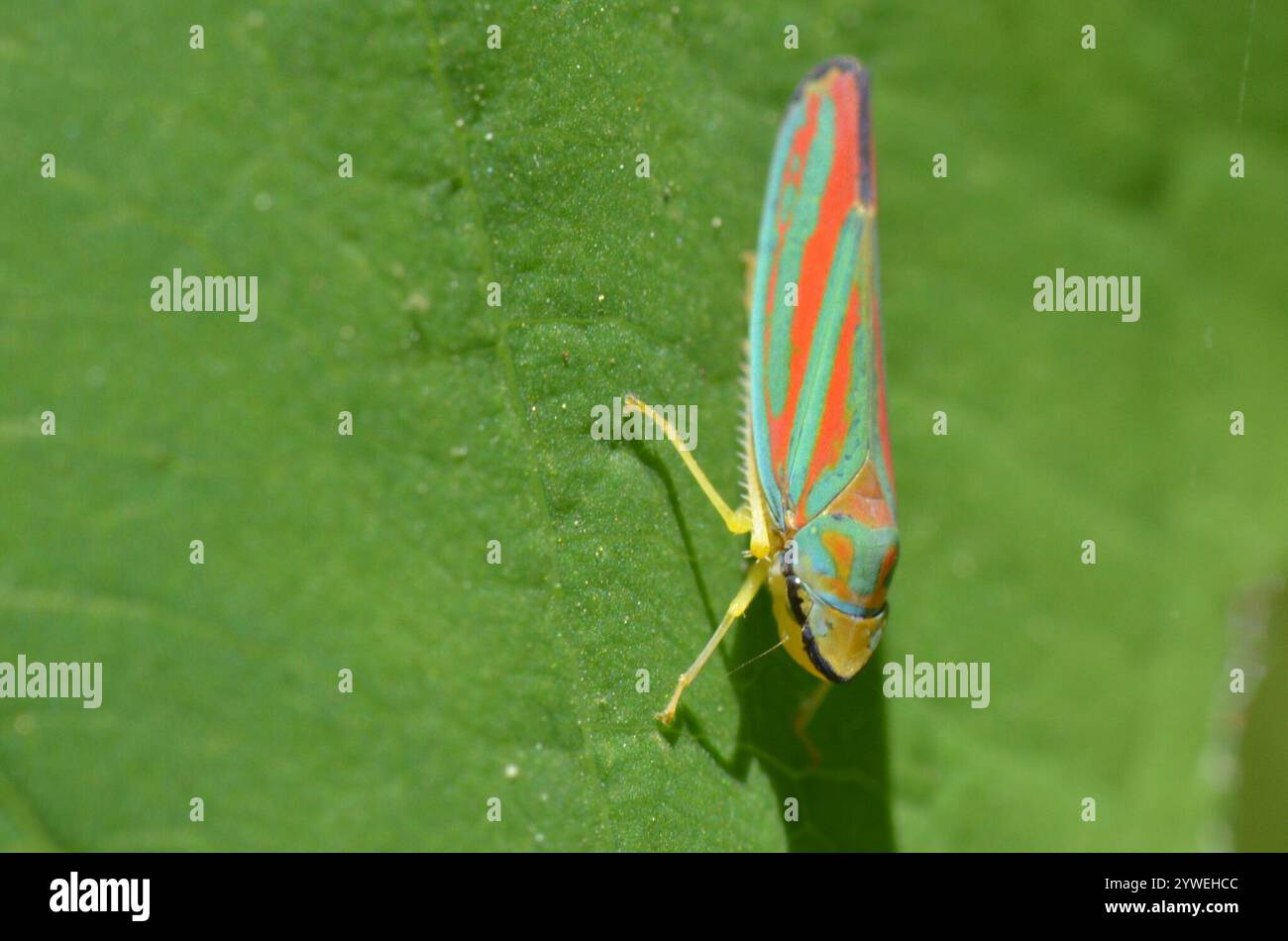 Red-banded Leafhopper (Graphocephala coccinea Stock Photo - Alamy