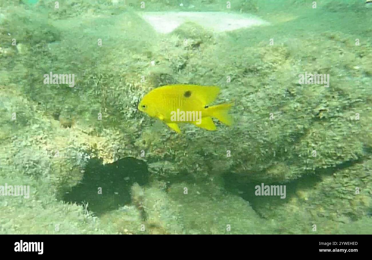 Threespot Damselfish (Stegastes planifrons Stock Photo - Alamy