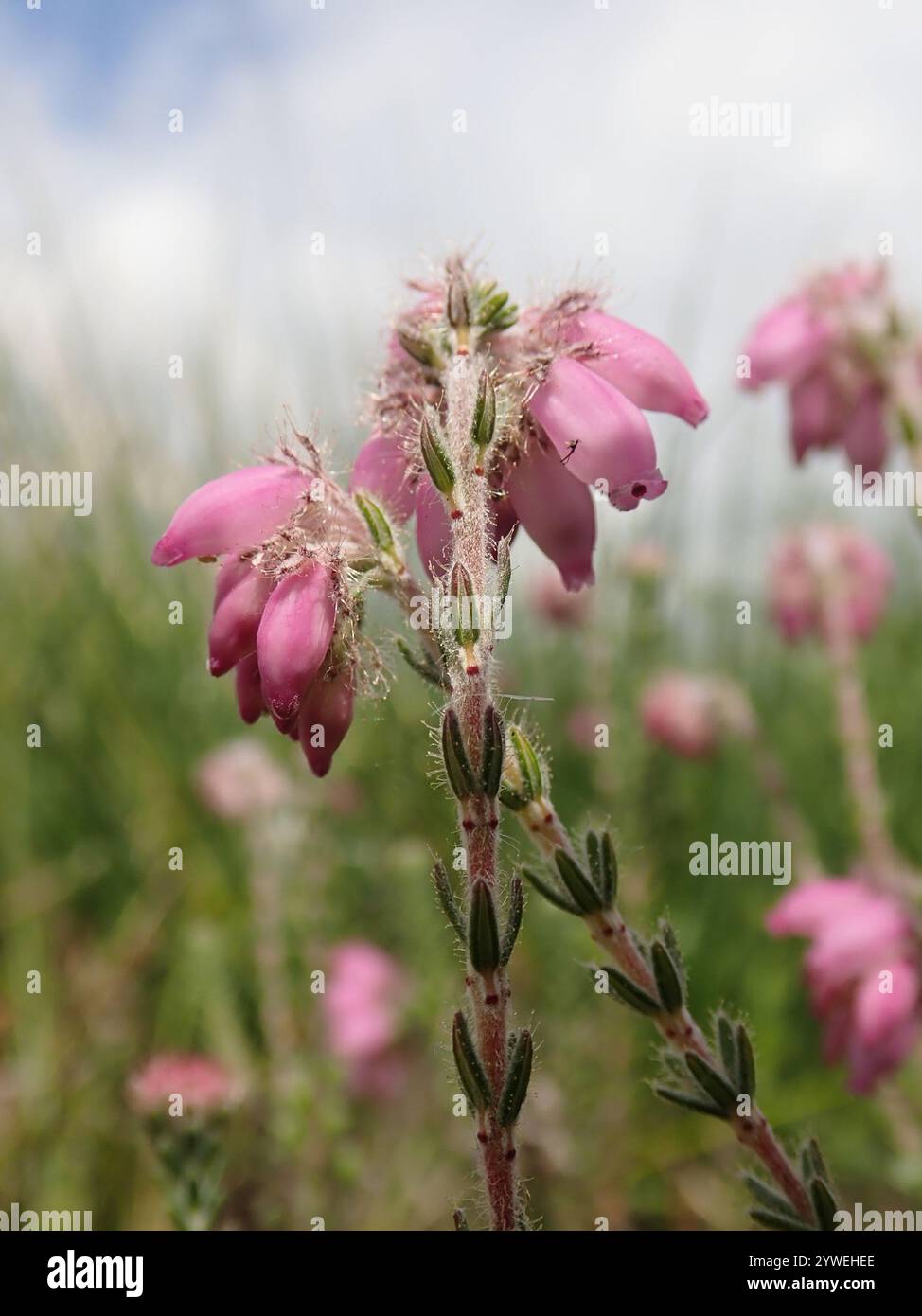 Cross-leaved Heath (Erica tetralix Stock Photo - Alamy