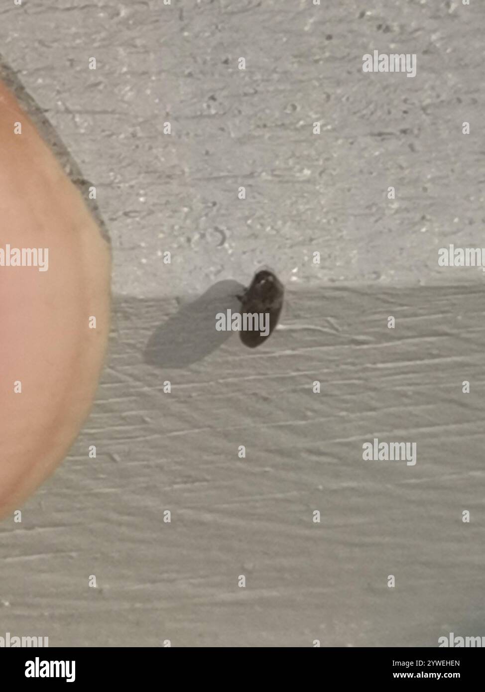 Small false click beetles (Throscidae Stock Photo - Alamy