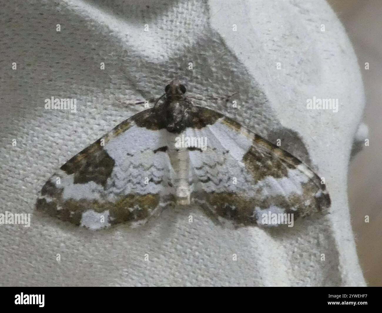Melanthia hi-res stock photography and images - Alamy