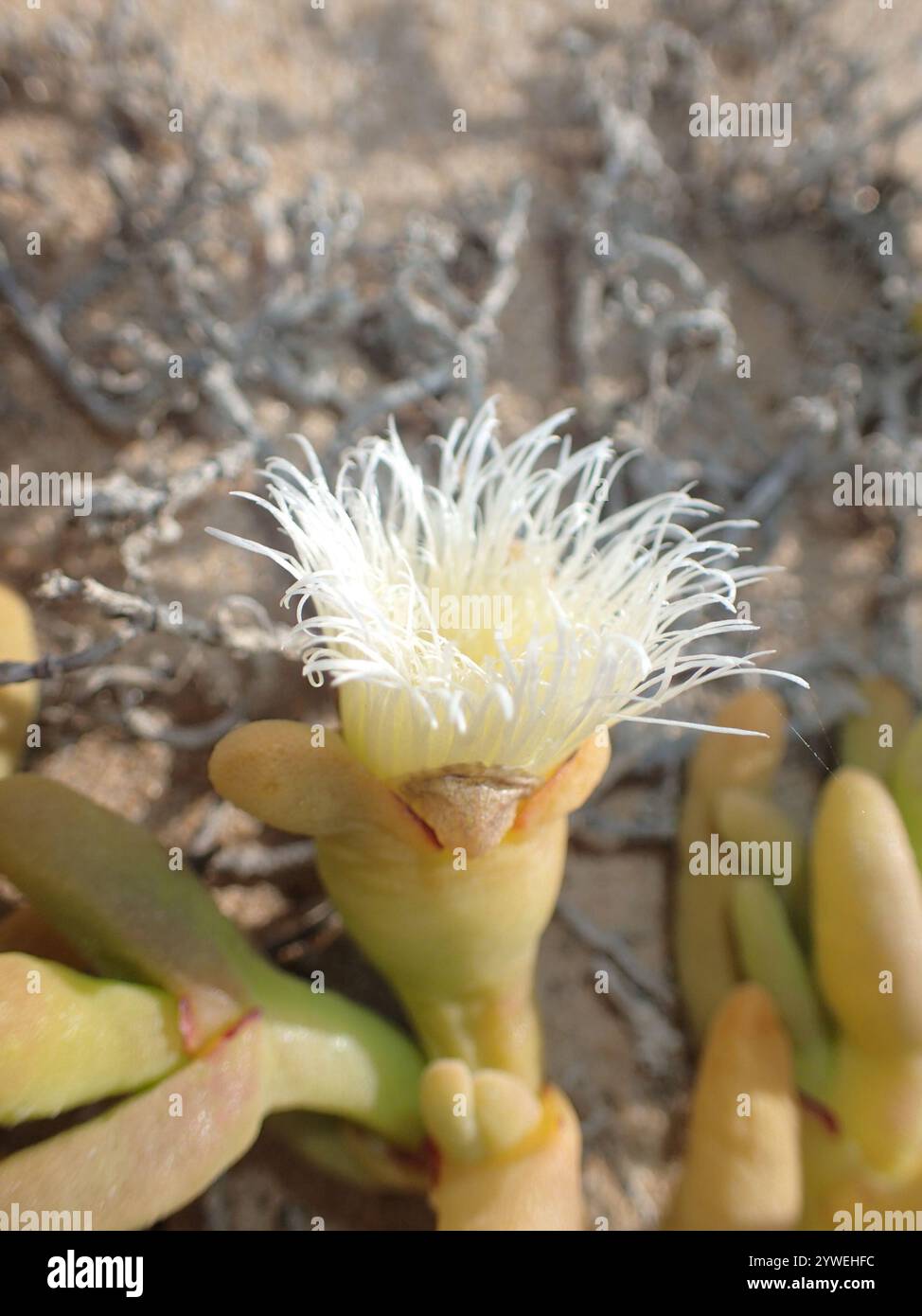 Yellowfinger Icefig (Mesembryanthemum hypertrophicum Stock Photo - Alamy