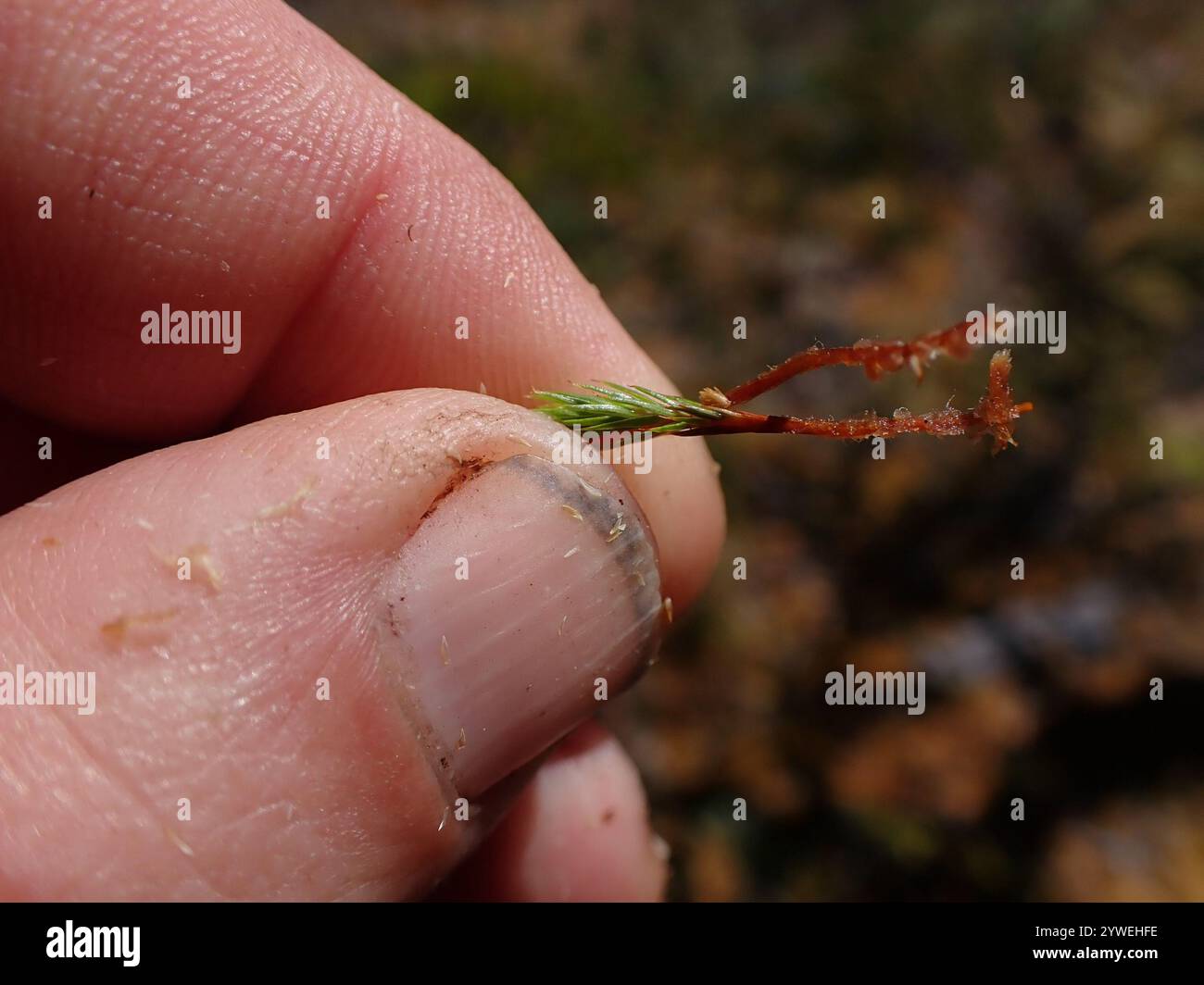 Bog Haircap Moss (Polytrichum strictum Stock Photo - Alamy