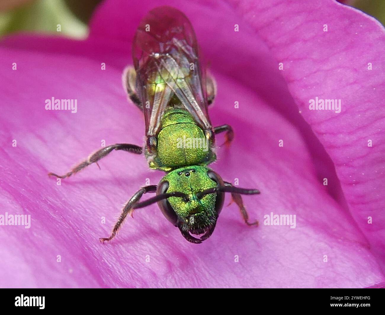 Augochlora pura hi-res stock photography and images - Alamy