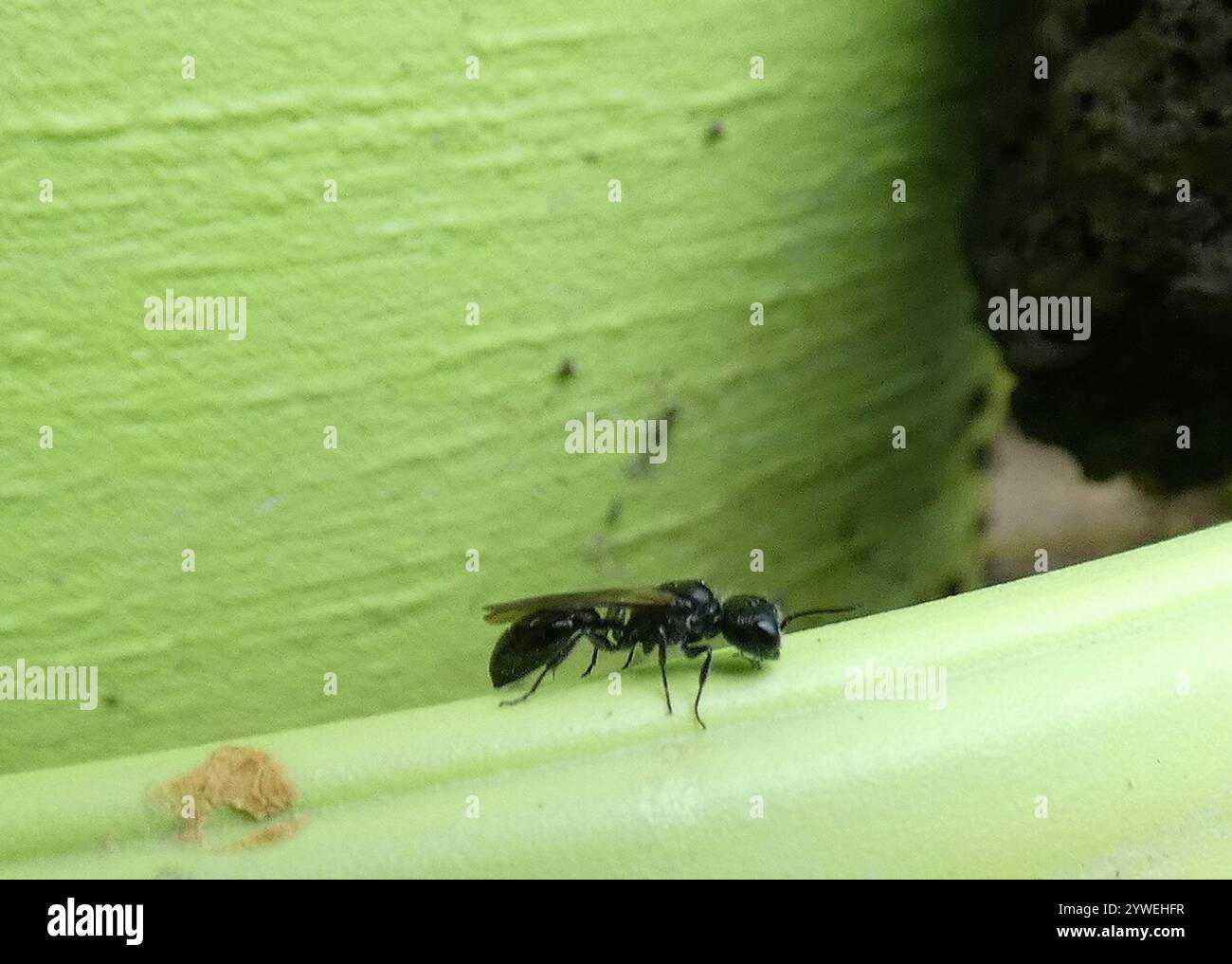 Bees and Apoid Wasps (Apoidea Stock Photo - Alamy