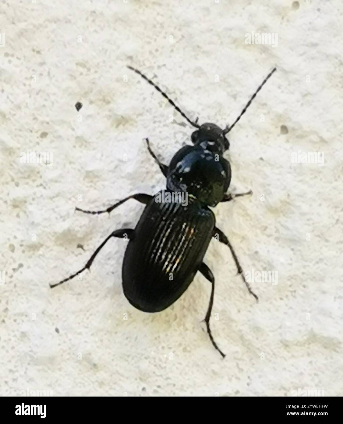 Blackclock Ground Beetles (Pterostichus Stock Photo - Alamy