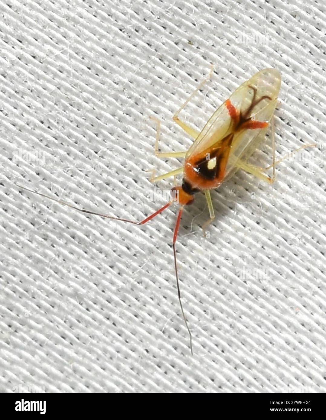Hart's Hyaline Plant Bug (Hyaliodes harti Stock Photo - Alamy