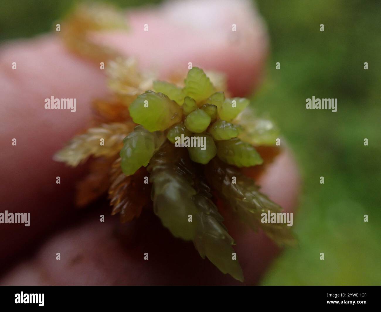 Papillose peatmoss hi-res stock photography and images - Alamy
