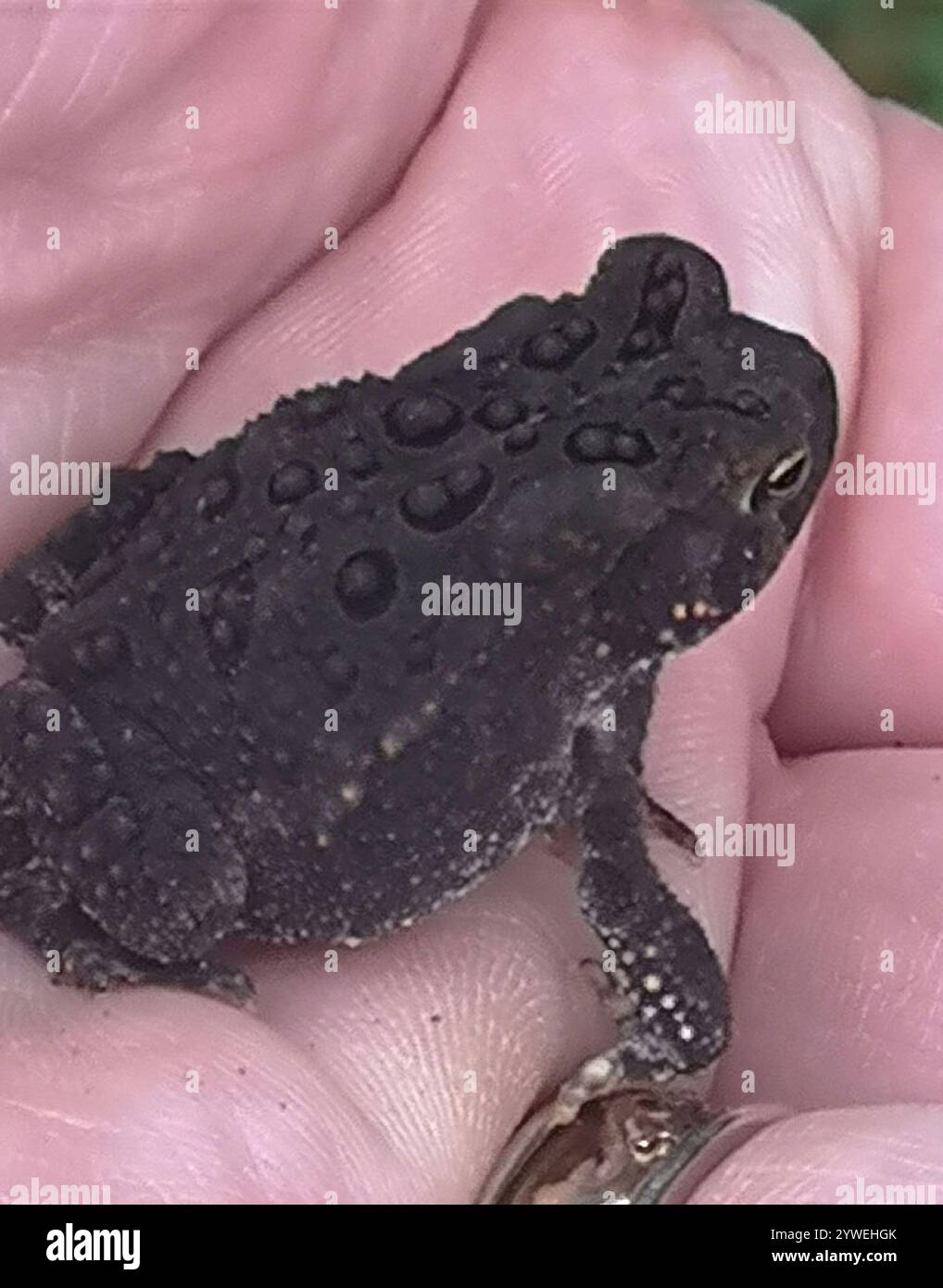 American Toad (Anaxyrus americanus Stock Photo - Alamy