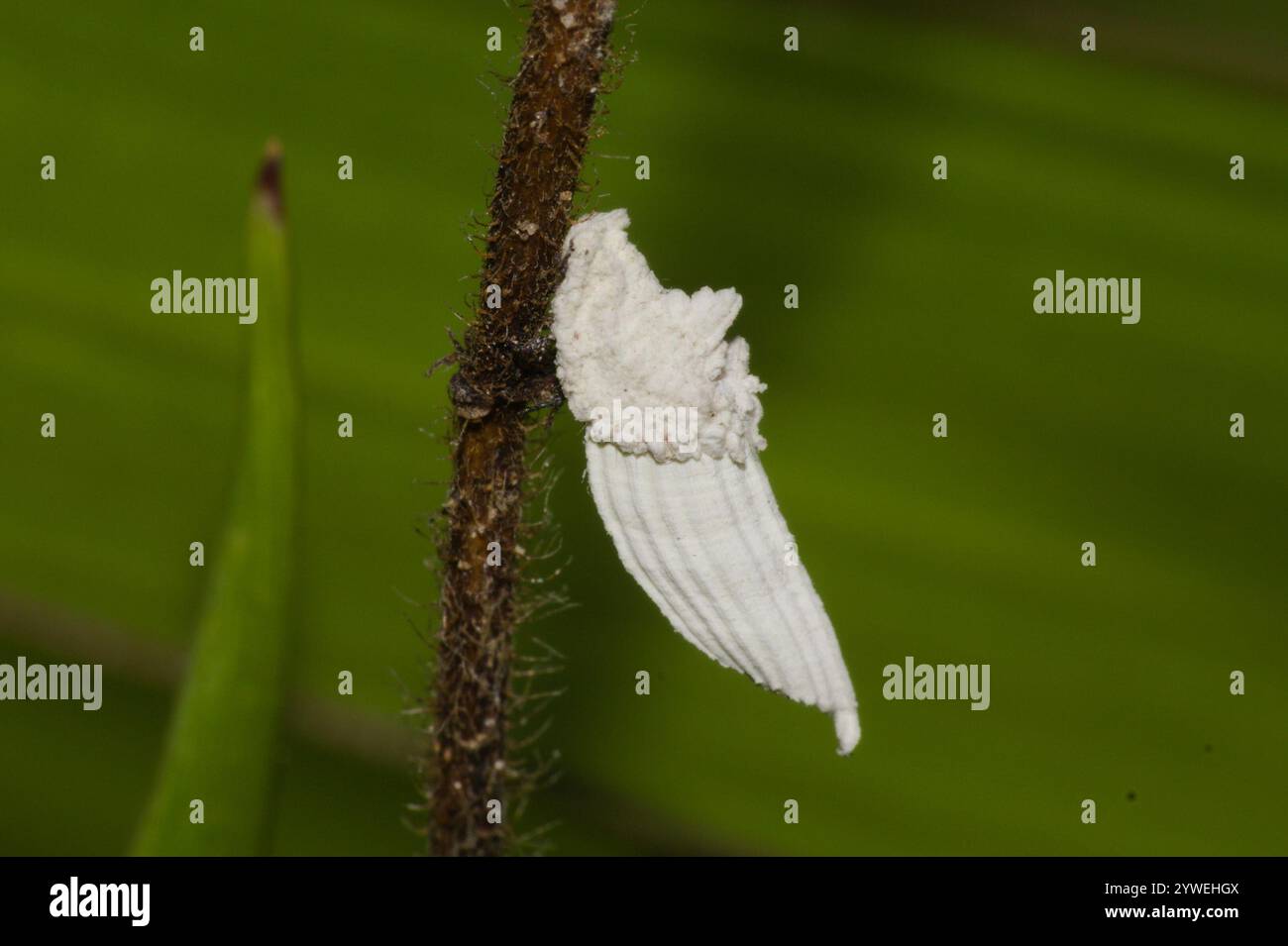 Giant Scale Insects (Monophlebidae Stock Photo - Alamy