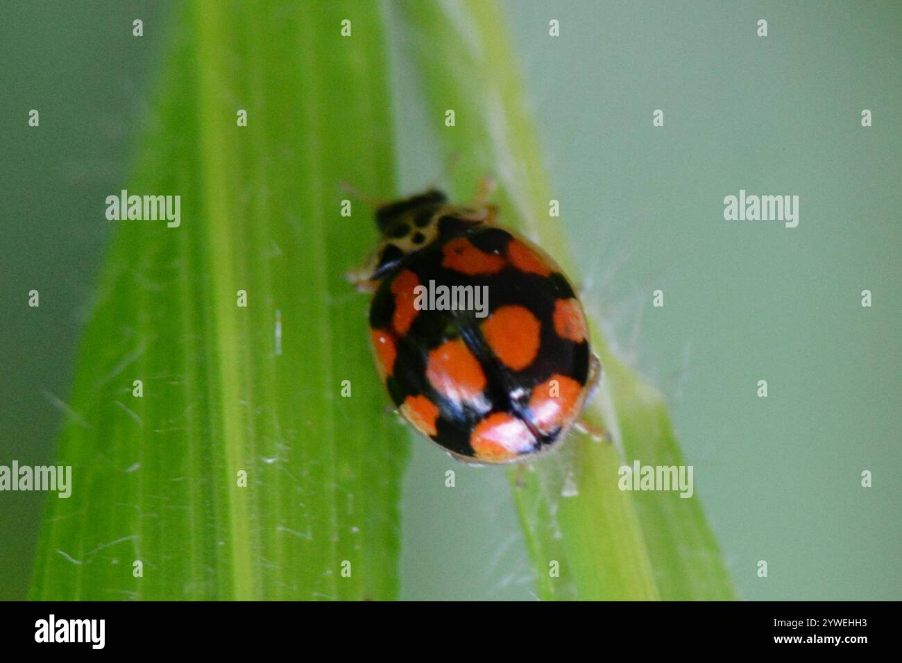 10 spot ladybird hi-res stock photography and images - Alamy