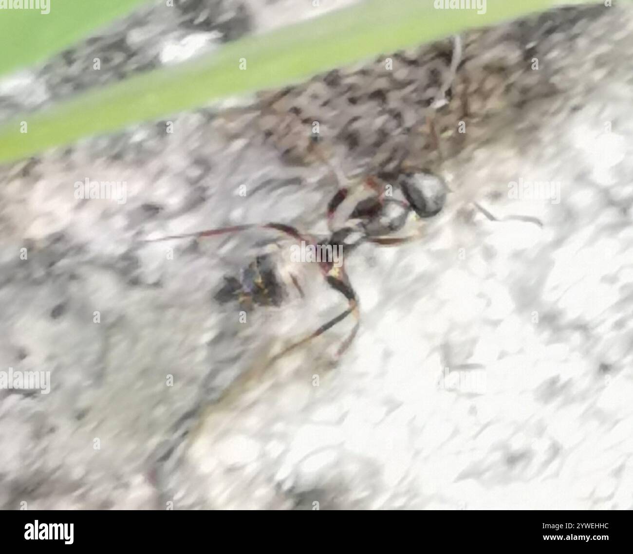fusca-group Field Ants and Allies (Formica fusca Stock Photo - Alamy