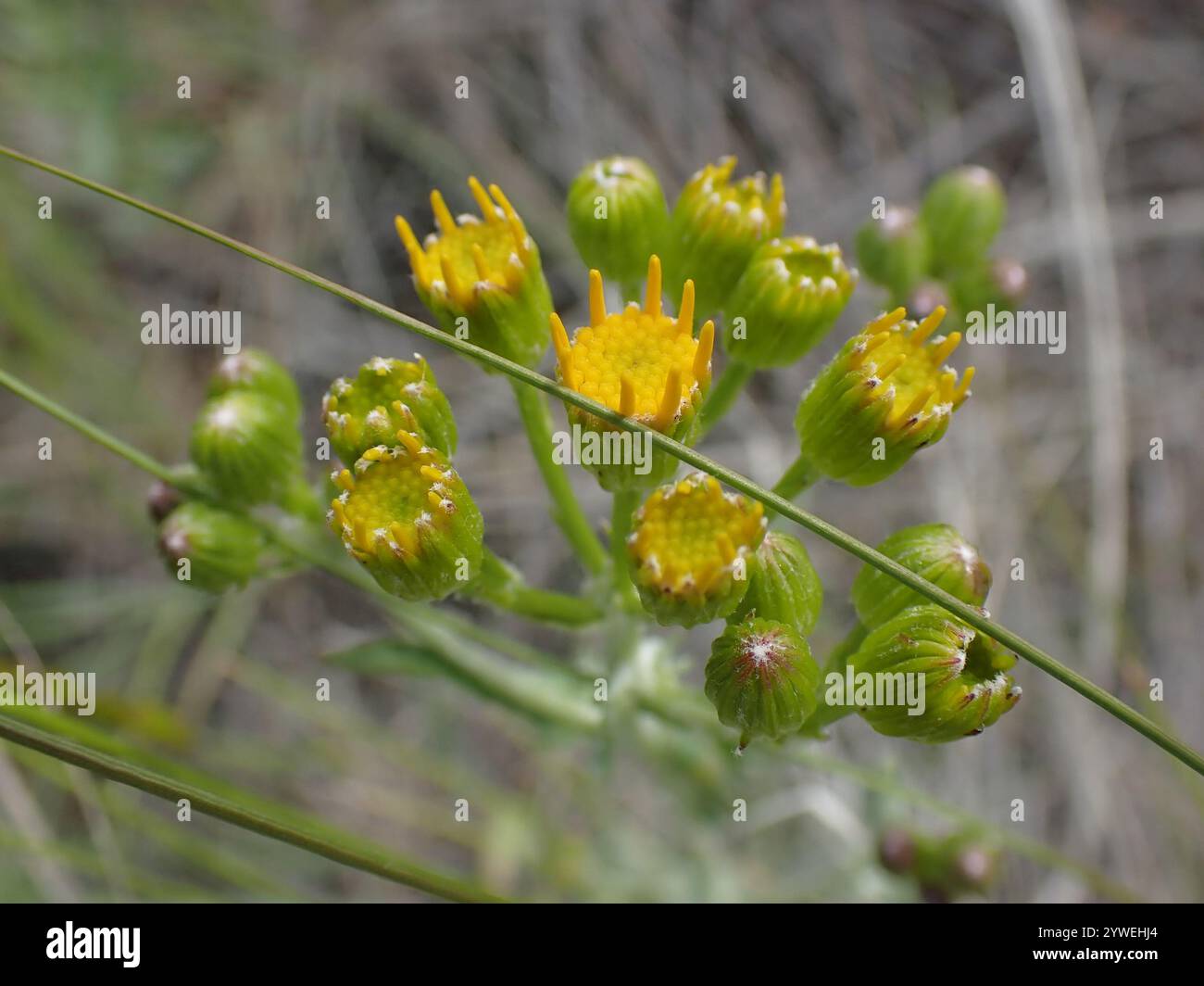 woolly groundsel (Packera cana Stock Photo - Alamy