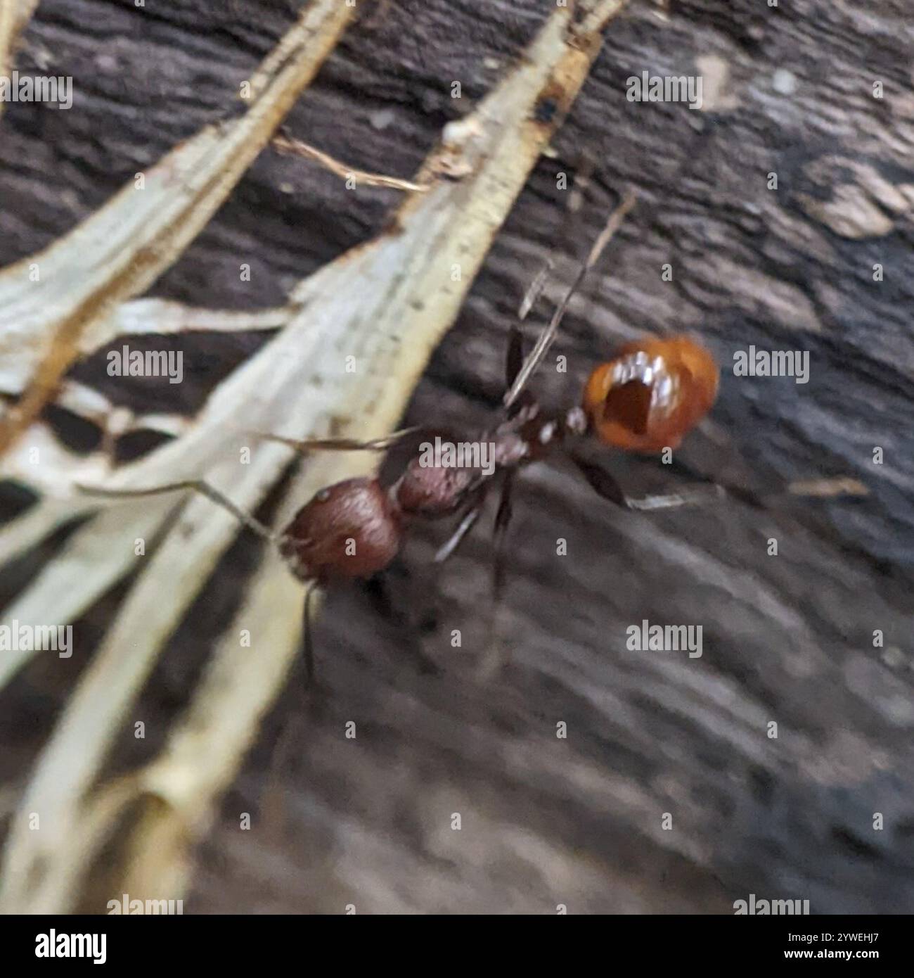 Tennessee collared ant hi-res stock photography and images - Alamy