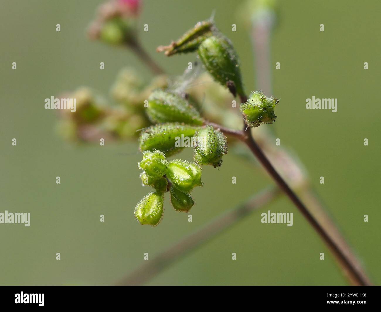 scarlet spiderling (Boerhavia coccinea Stock Photo - Alamy