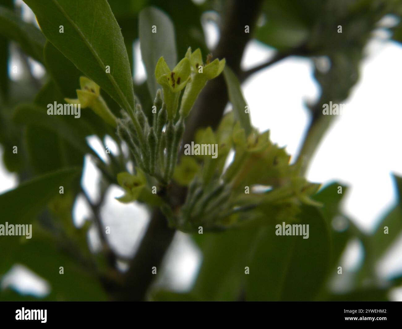 autumn olive (Elaeagnus umbellata Stock Photo - Alamy