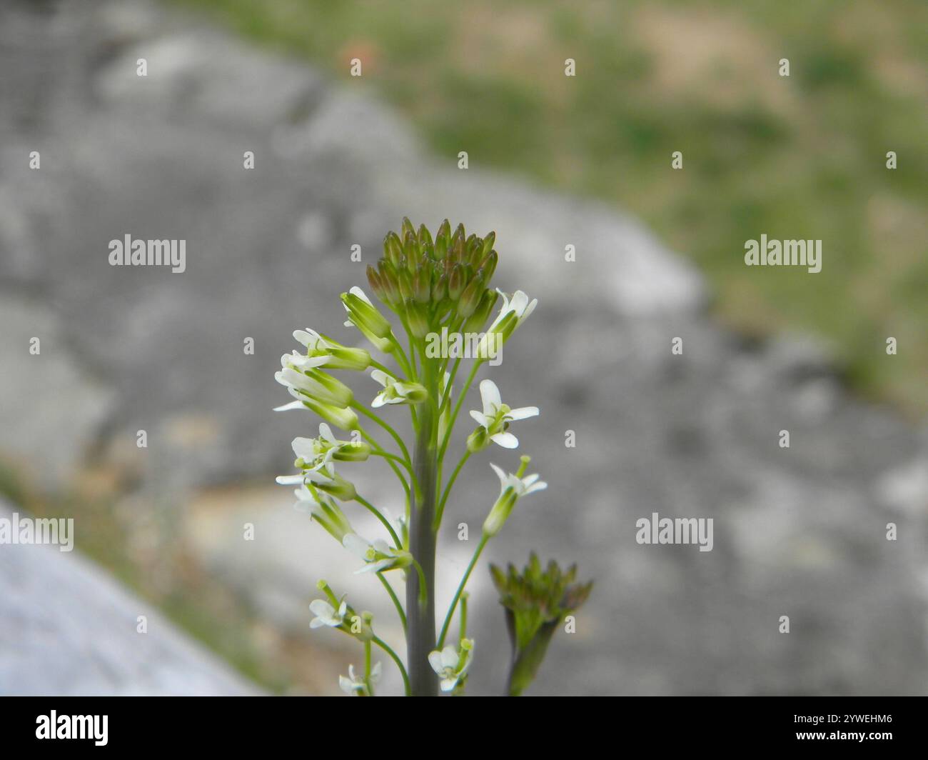 Tower Mustard (Turritis glabra Stock Photo - Alamy