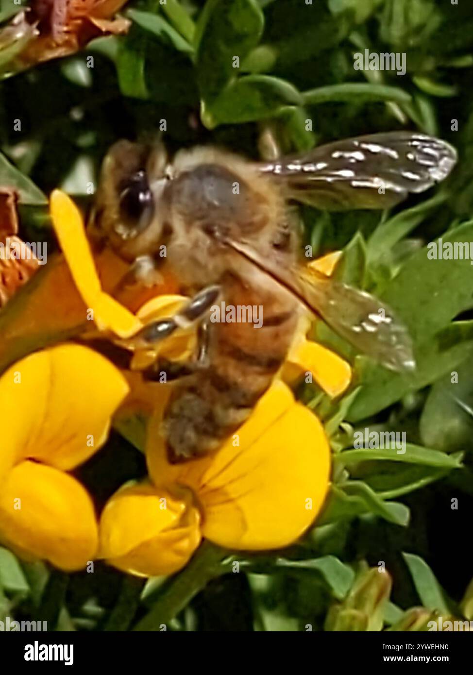 Western Honey Bee (Apis mellifera Stock Photo - Alamy